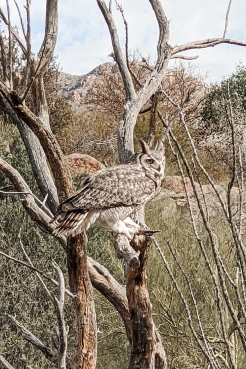 13 Amazing Hikes in Saguaro National Park - CS Ginger Travel