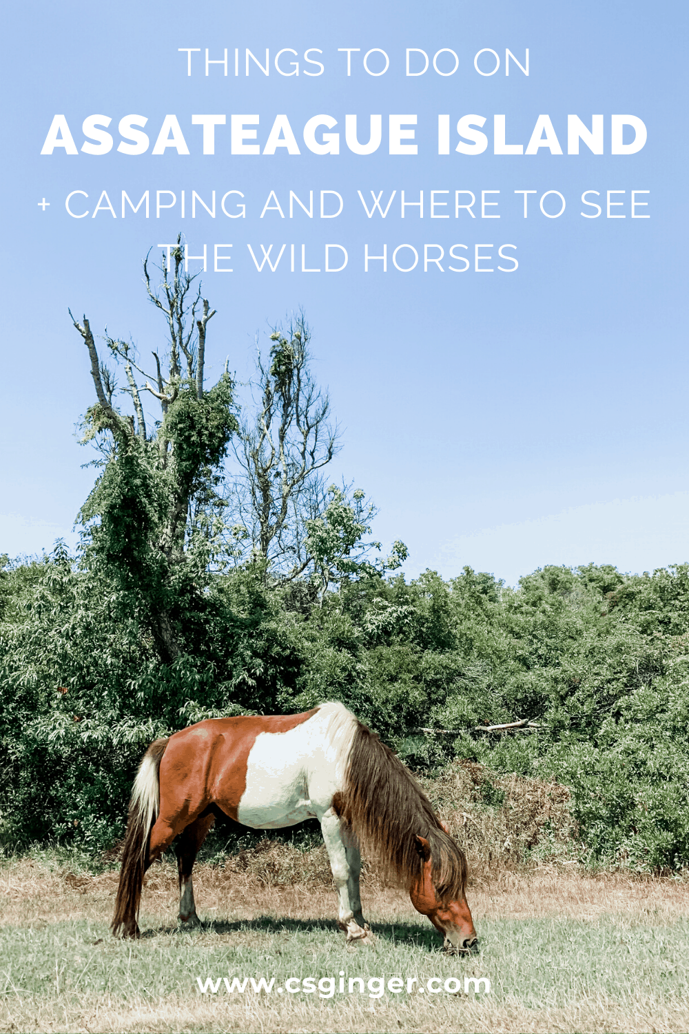 10 Best Things to do in Assateague Island National Seashore + Where to ...