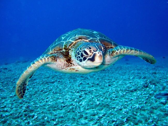 Culebra Island in Puerto Rico - A Complete Guide to Visiting - CS ...